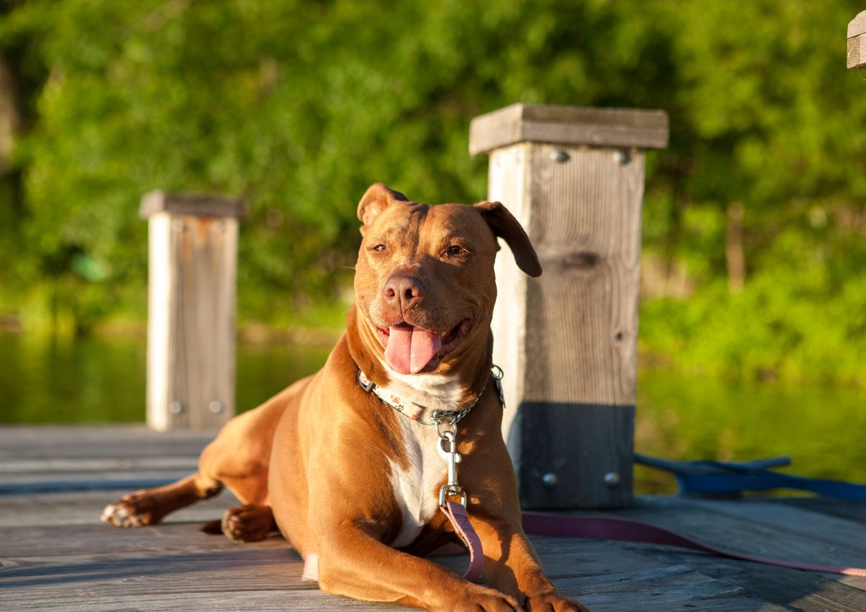 Alla scoperta del Pitbull : caratteristiche di una razza sulla bocca di ...